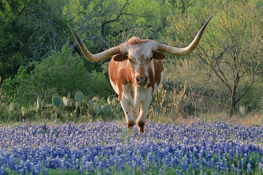 Floresville Pest Control