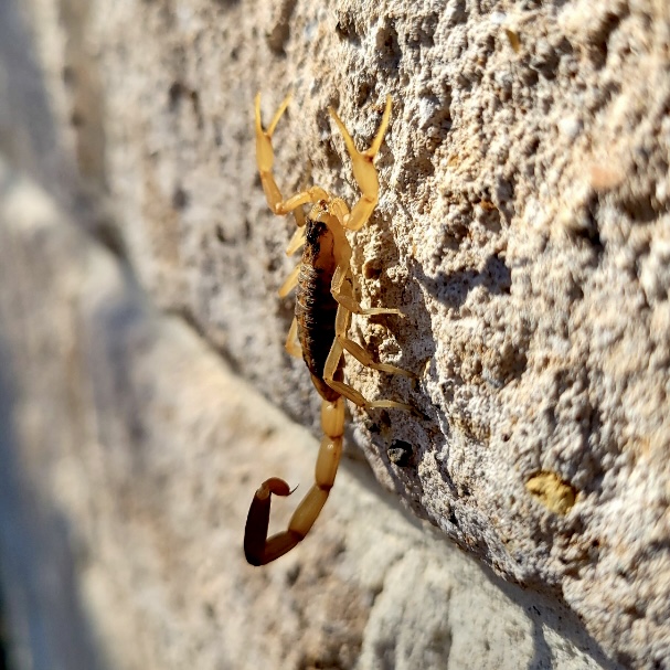 La Vernia Pest Control Tips for Battling Scorpion Activity